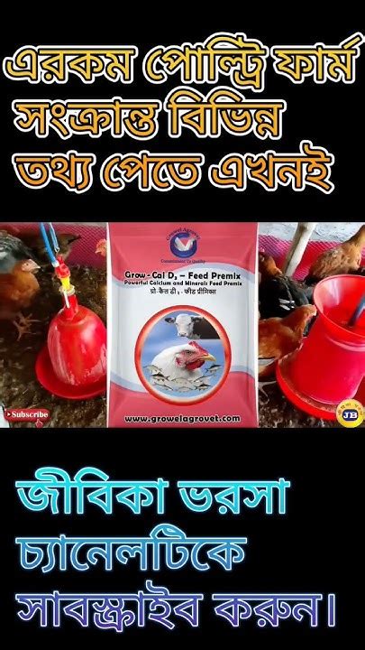 মুরগির ফিড প্রিমিক্স ক্যালসিয়াম পাউডার Poultry Feed Premixed Calcium Medicine Youtube