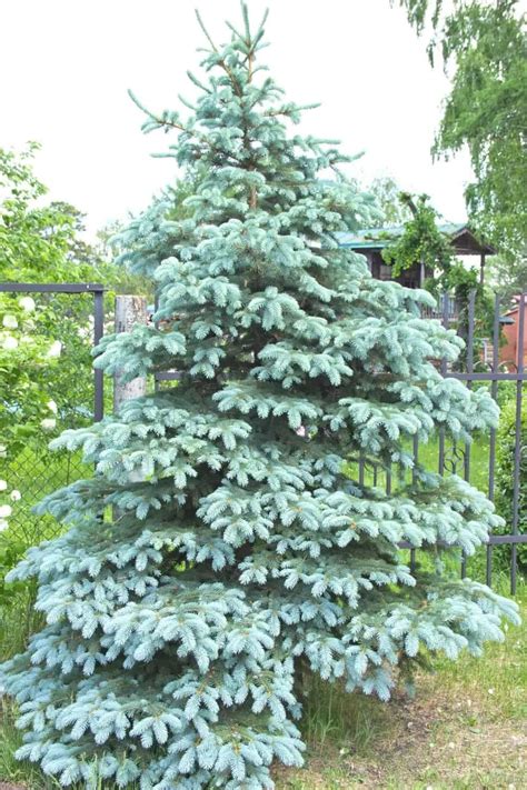 Colorado Native Plants List 12 Plants For Landscaping And Gardens