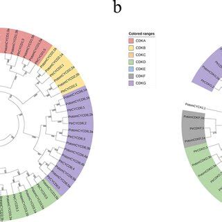 Phylogenetic Tree Analysis Of D Type Cyclin CYCD And Cyclin Dependent Download Scientific
