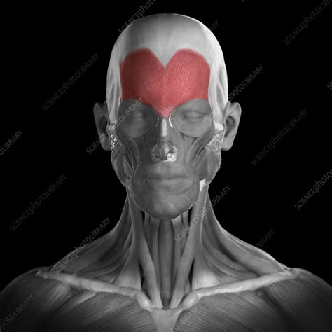 Occipitofrontalis Illustration Stock Image C0255470 Science