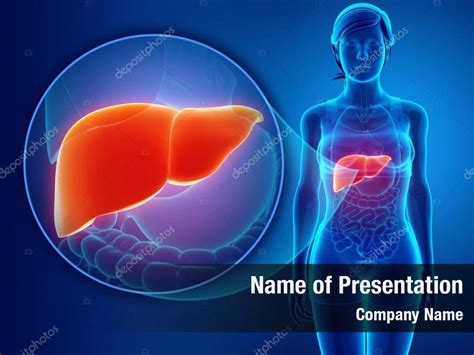 Liver Render Male Anatomy Powerpoint Template Liver Render Male Anatomy Powerpoint Background