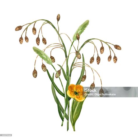 야생화의 꽃다발 노란 미나리아재비 티모시 풀 갈색 원뿔이 있는 초원 풀 모든 물체는 수채화로 손으로 칠해져 있습니다 직물 종이에 인쇄 엽서 및 초대장에 인쇄 갈색에 대한