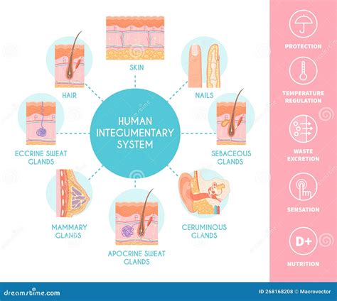 Integumentary System With Epidermis Surface Layer Structure Outline Diagram Vector Illustration