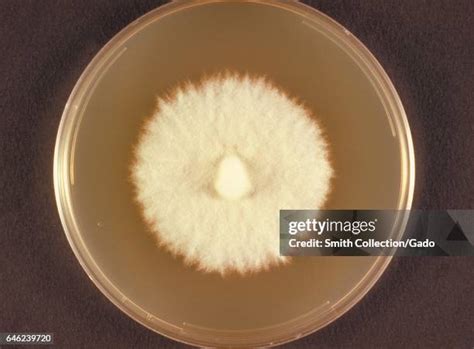 Microsporum Canis Culture