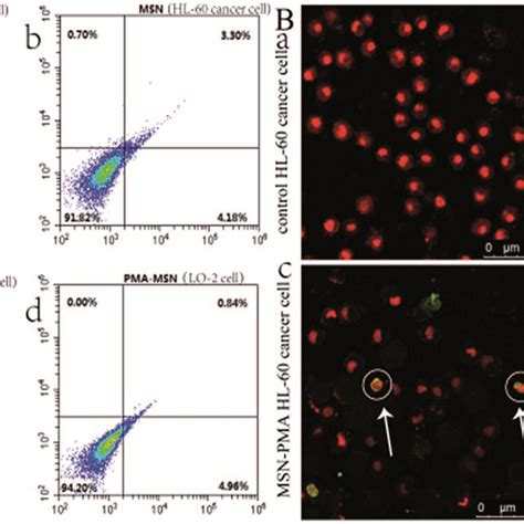 A Flow Cytometry Study Of Hl 60 Cells 05 Ml 1 × 10⁶ Cells Per Ml