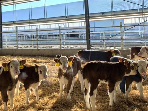 可爱的小牛 全国科技小院服务管理平台