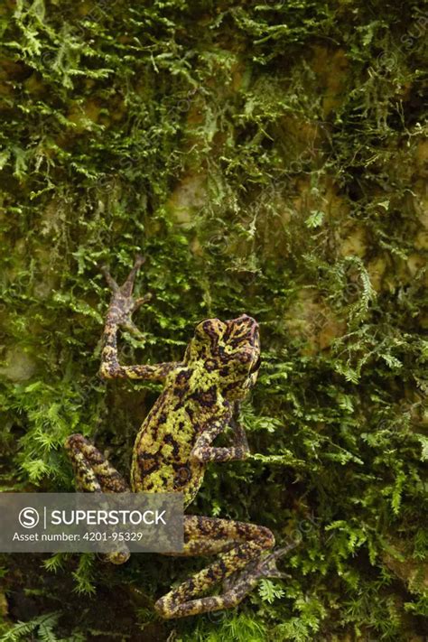 Bornean Rainbow Toad Ansonia Latidisca Male Camouflaged On Tree Trunk