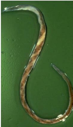 WEEK 2 Flashcards Quizlet