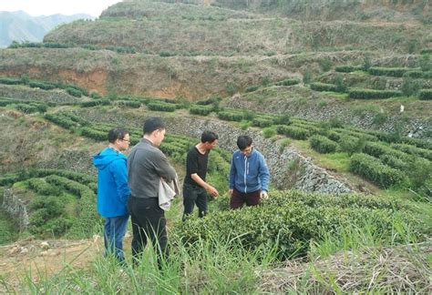 人才下沉科技下乡我院科技特派员林杰老师助力茶企发展 浙江农林大学
