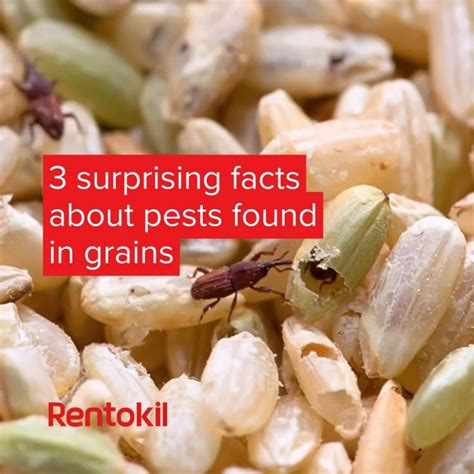 Facts About Spis Tshepiso Mollo