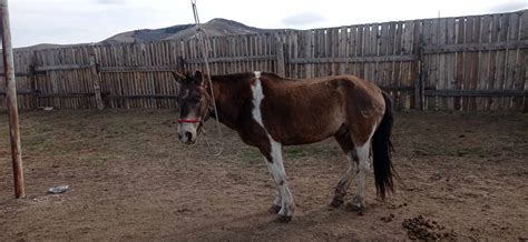 3 Адуу хайж байна