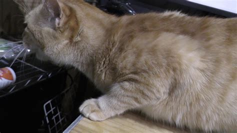 猫 発情期 のドコモ綿棒にて我に返る YouTube