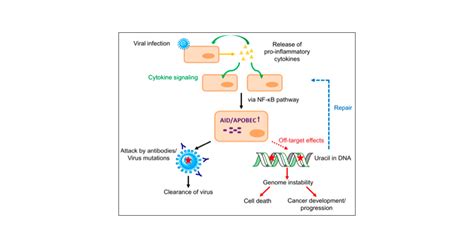 Cytosine Dna