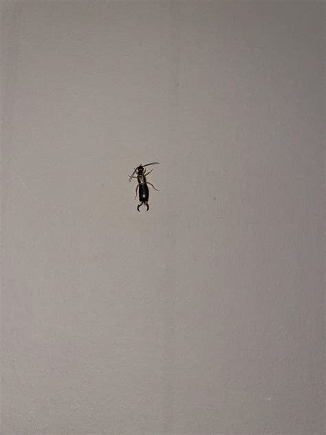 Is This Dangerous R Whatsthisbug