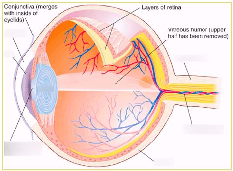 Eye Diagram Diagram Quizlet
