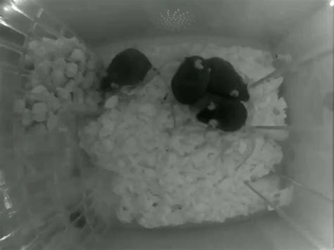 Mice Object Detection Dataset And Pre Trained Model By Noah Weber