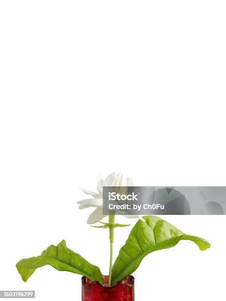 토스카나 대공의 흰 꽃 한 송이 아라비아 하얀 재스민 붉은 석류 모양의 꽃병에 자스민 삼박 고립된 흰색 배경 오려낸 경로가 있는