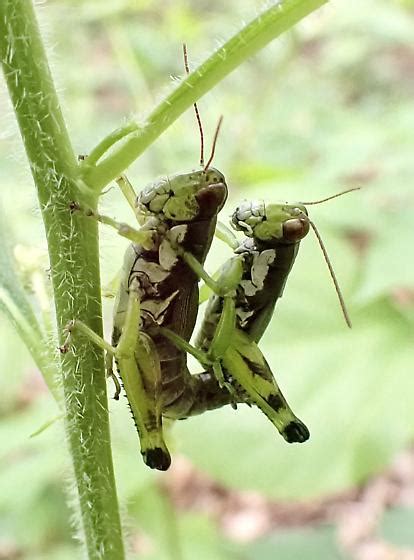 Green Legged Grasshopper Melanoplus Viridipes Species Group