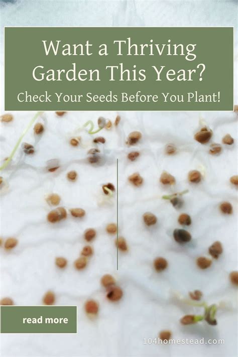 Testing Old Vegetable Seeds For Viability Before Planting