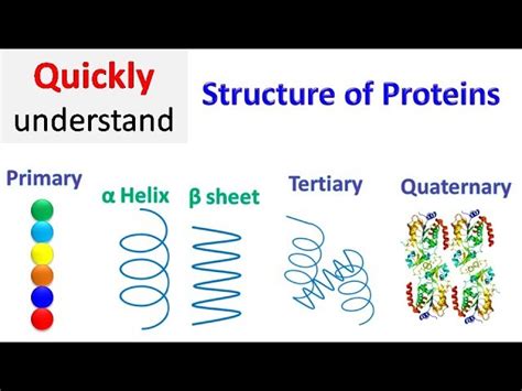 Protein Secondary Structure