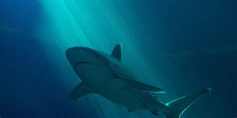 Advanced Wireshark Scripts For Intrusion Detection Dev Community