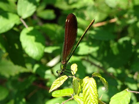 자연 곤충 잠자리 Pixabay의 무료 사진 Pixabay