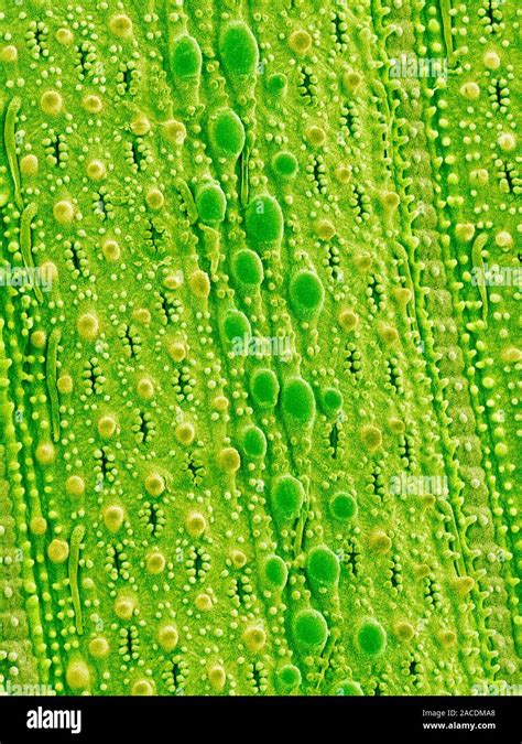 Leaf Surface Coloured Scanning Electron Micrograph Sem Of The Varied Underside Of A Leaf From