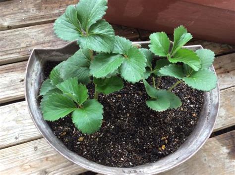 いちご 苗を購入 植え替えです とちおとめ