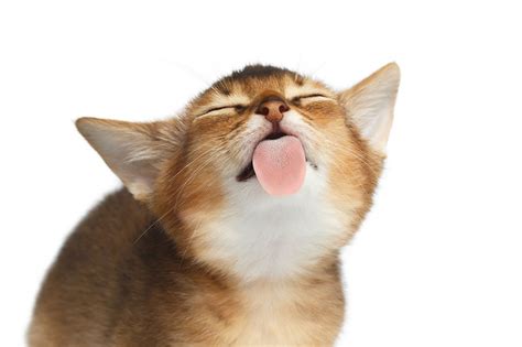Why Do Cats Go Crazy For Catnip Sleepy Hollow Ny Sleepy Hollow