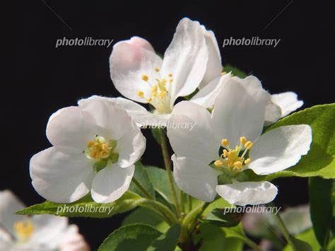 Photolibrary