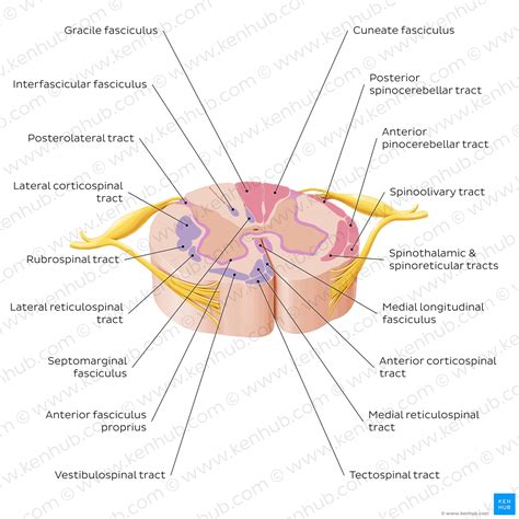 Sensory And Motor Pathways Of The Spinal Cord Labeled Diagram