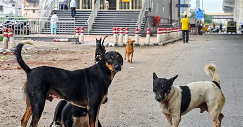 Cji Forms Three Judge Bench To Resolve Conflicting Sc Orders On Stray Dogs