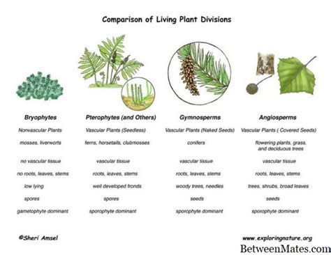 Vascular Trees Examples At Jennifer Varner Blog