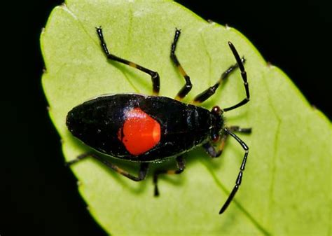 bug with red spot largus bugguide