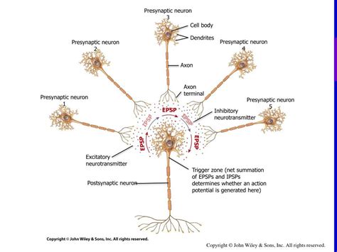 PPT Postsynaptic Neuron PowerPoint Presentation Free Download ID