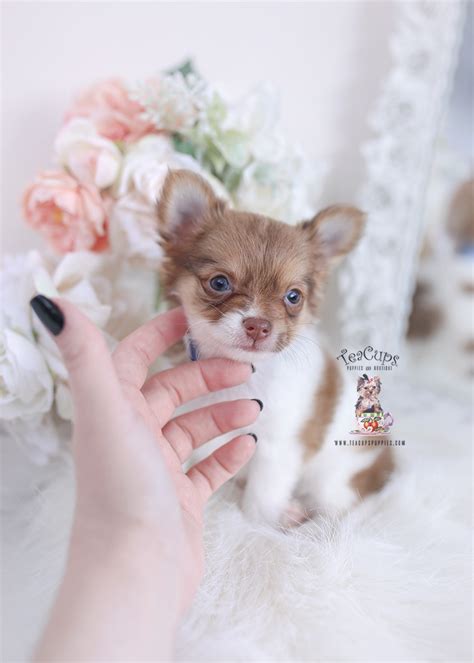 Chihuahua Puppy 029 Teacup Puppies And Boutique