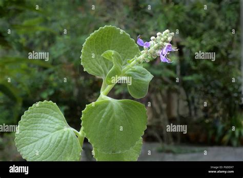 Plectranthus Amboinicus Flower