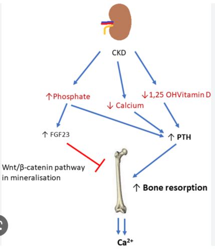 Ckd Flashcards Quizlet