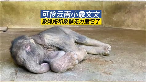 小象文文小象文文和龙龙小象大山谷图库