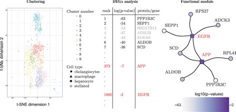 Left Clustering The Scrna Seq Data Reveals Ten Clusters Of Which