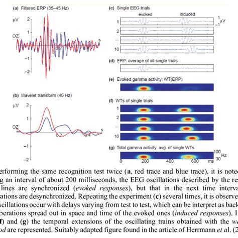 Analysis Of Evoked And Induced Oscillations In The Gamma Band Download Scientific Diagram