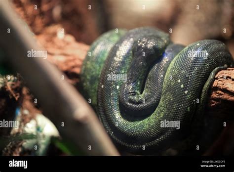 The Green Tree Python Morelia Viridis Is A Species Of Snake In The