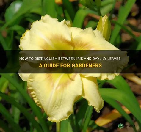 How To Distinguish Between Iris And Daylily Leaves A Guide For Gardeners Shuncy