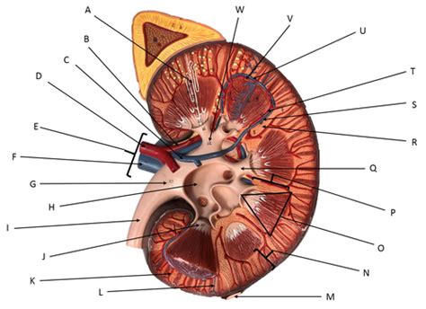 Exercise 9 The Urinary System Flashcards Quizlet