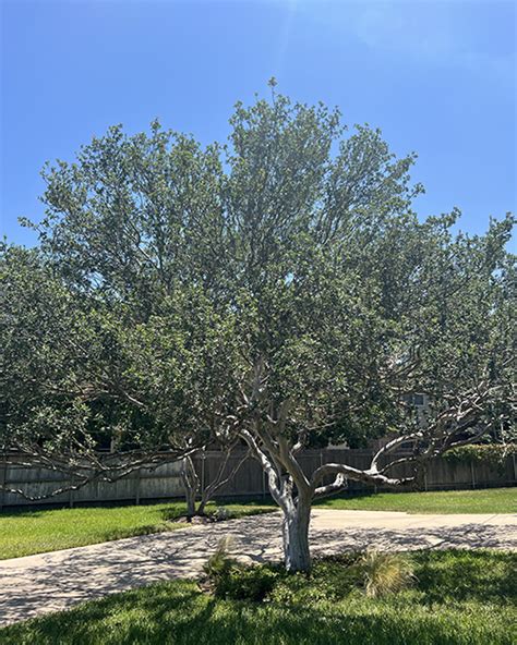 Persimmon Texas Heritage Tree Care Central Texas Arborist Services