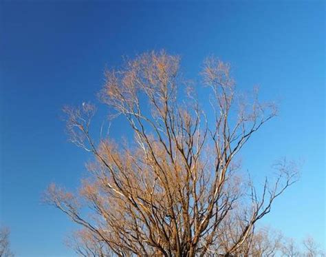 Blue Tree Stock Photos Images And Backgrounds For Free Download