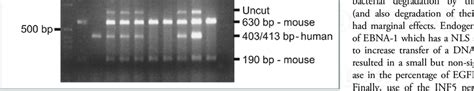 Rt Pcr Assay To Compare Human And Endogenous Mouse Hprt Mrna