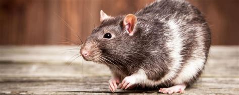 Causes Symptoms And Treatment Of Respiratory Disease In Rats