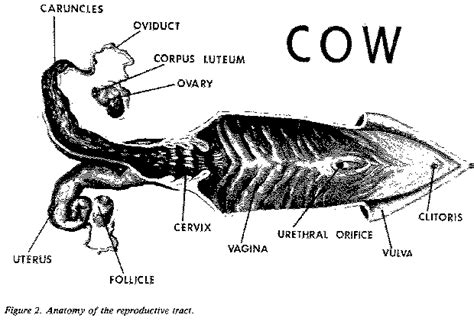 Cow Genitourinary Anatomy Corpus Luteum Veterinarians Medicine Ovaries