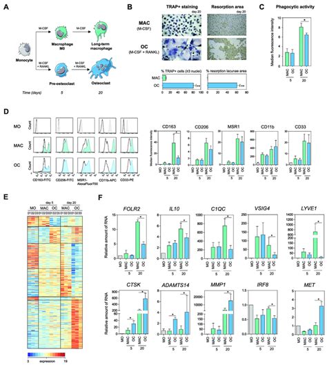 M Csf And Rankl Drive Differential Gene Expression And Function In Macs